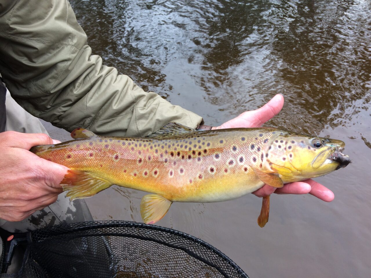 Jordan River | True North Trout